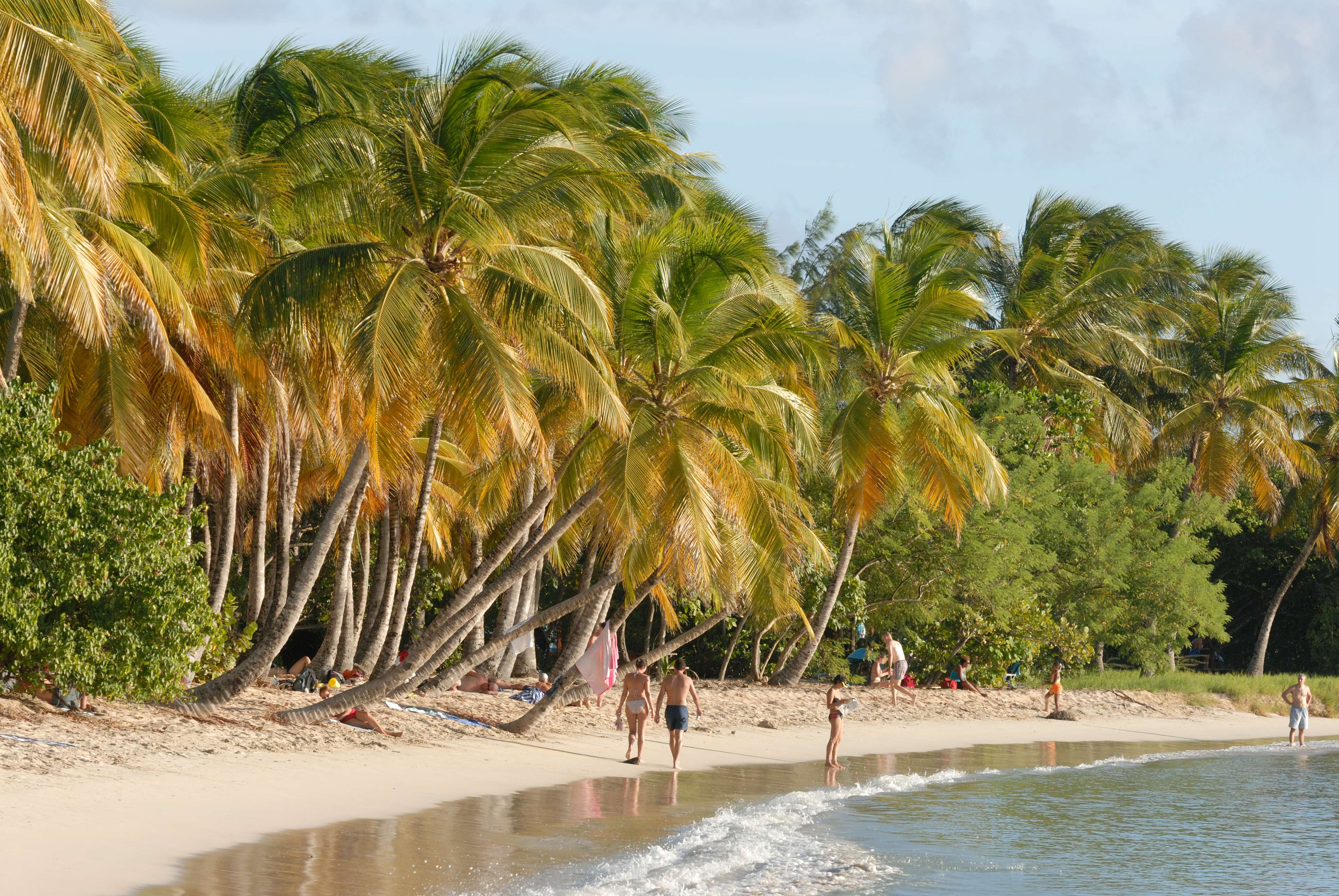 MARTINIQUE Ste-Anne Plage de la Grande Anse des Salines – Reportages ...
