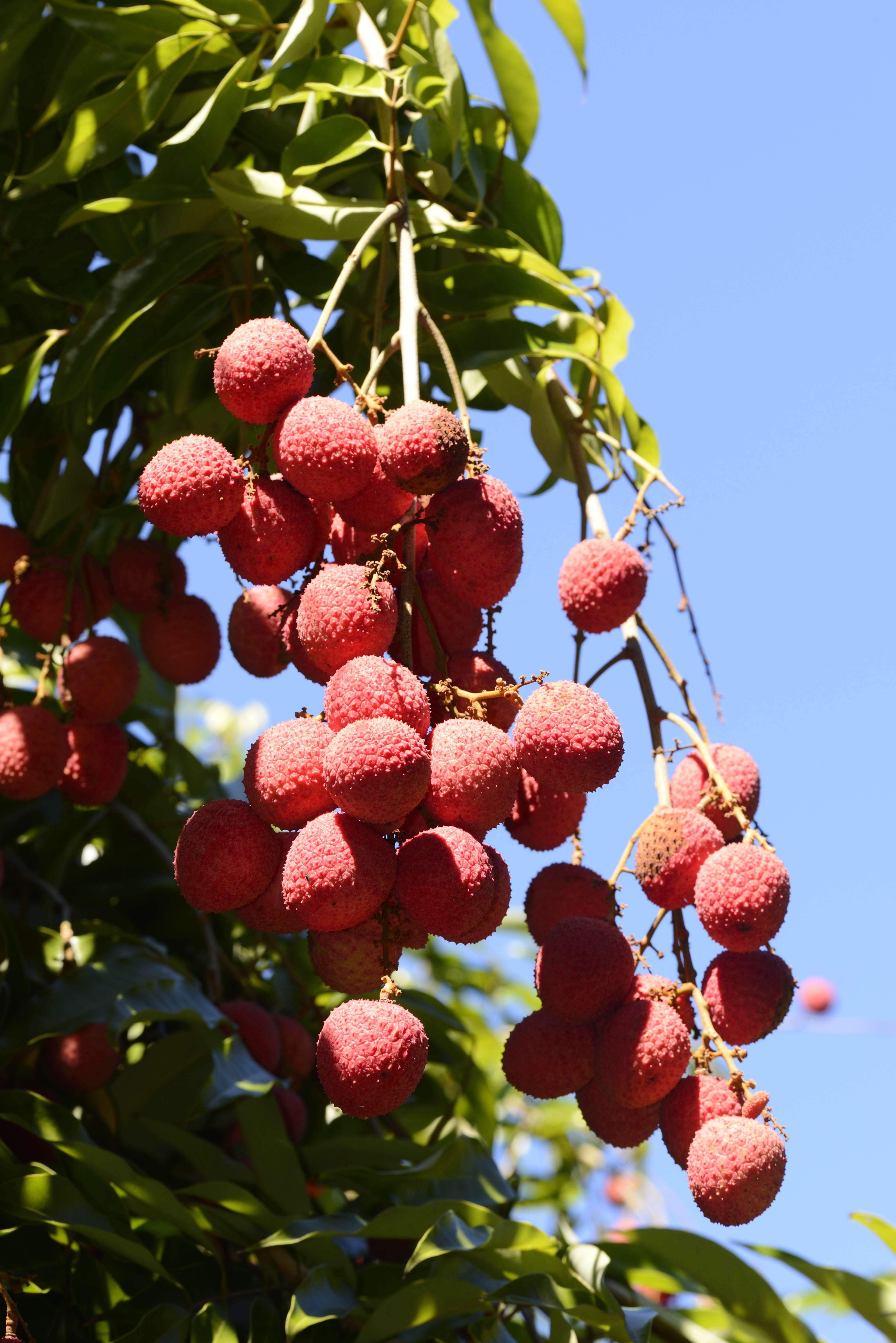 Le letchi de La Réunion – Reportages tourisme
