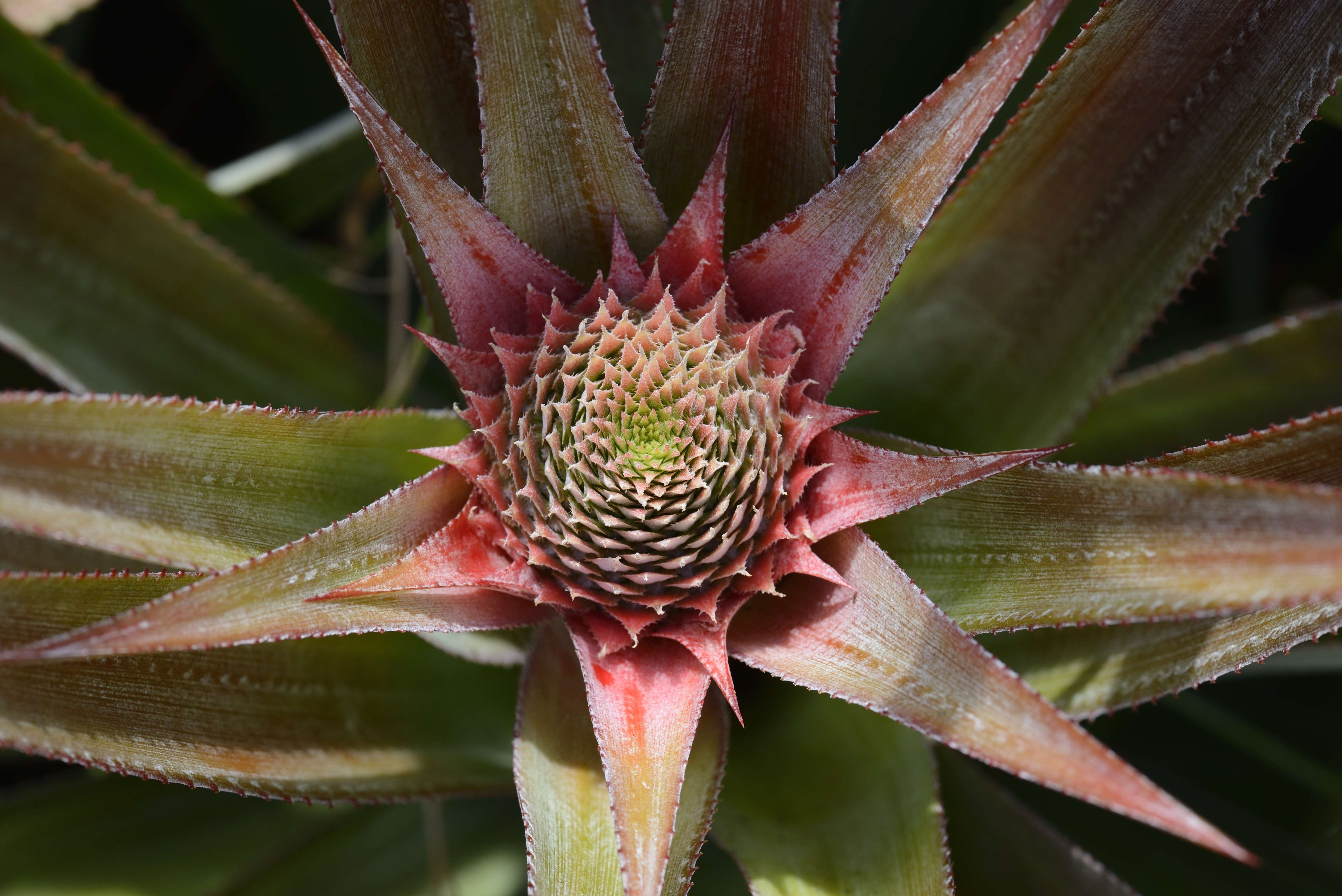 Ananas Victoria de La Réunion – Reportages tourisme