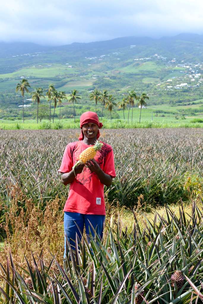 L’ananas Victoria de La Réunion – Reportages tourisme