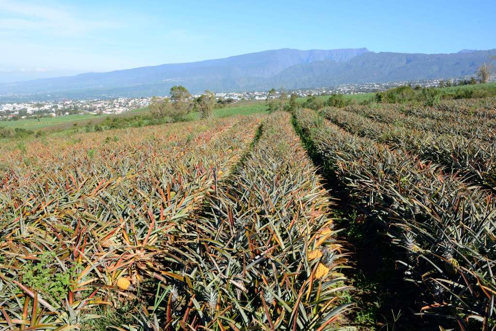 L’ananas Victoria de La Réunion – Reportages tourisme