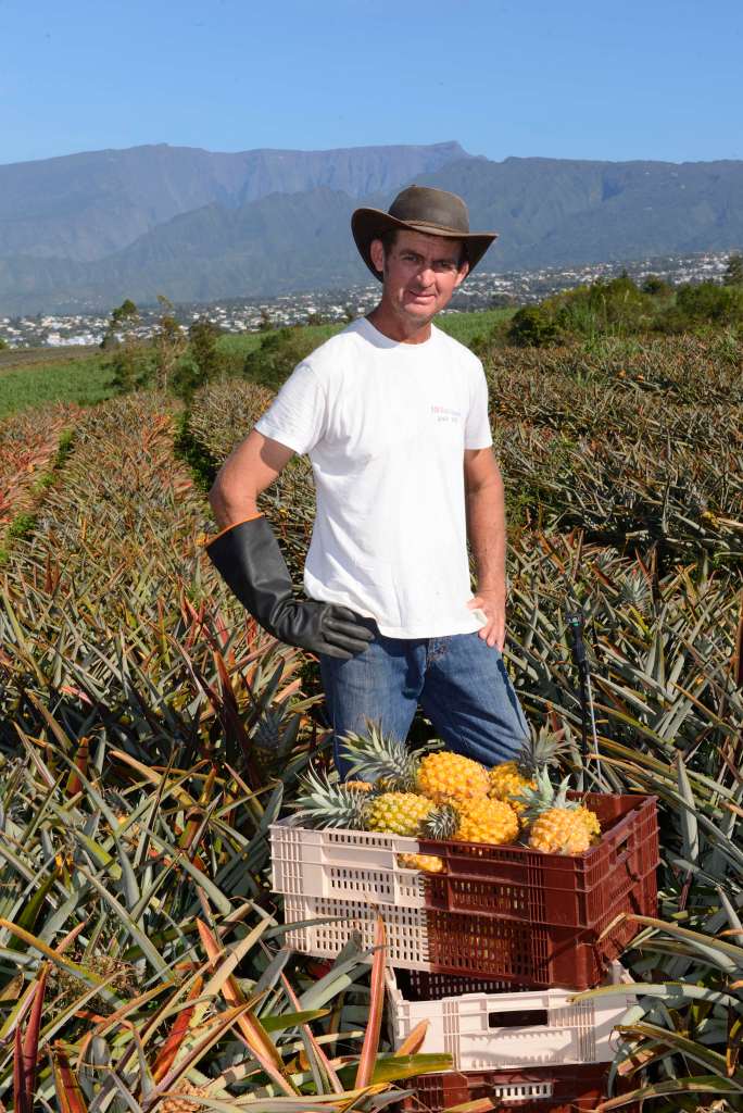 L’ananas Victoria de La Réunion – Reportages tourisme