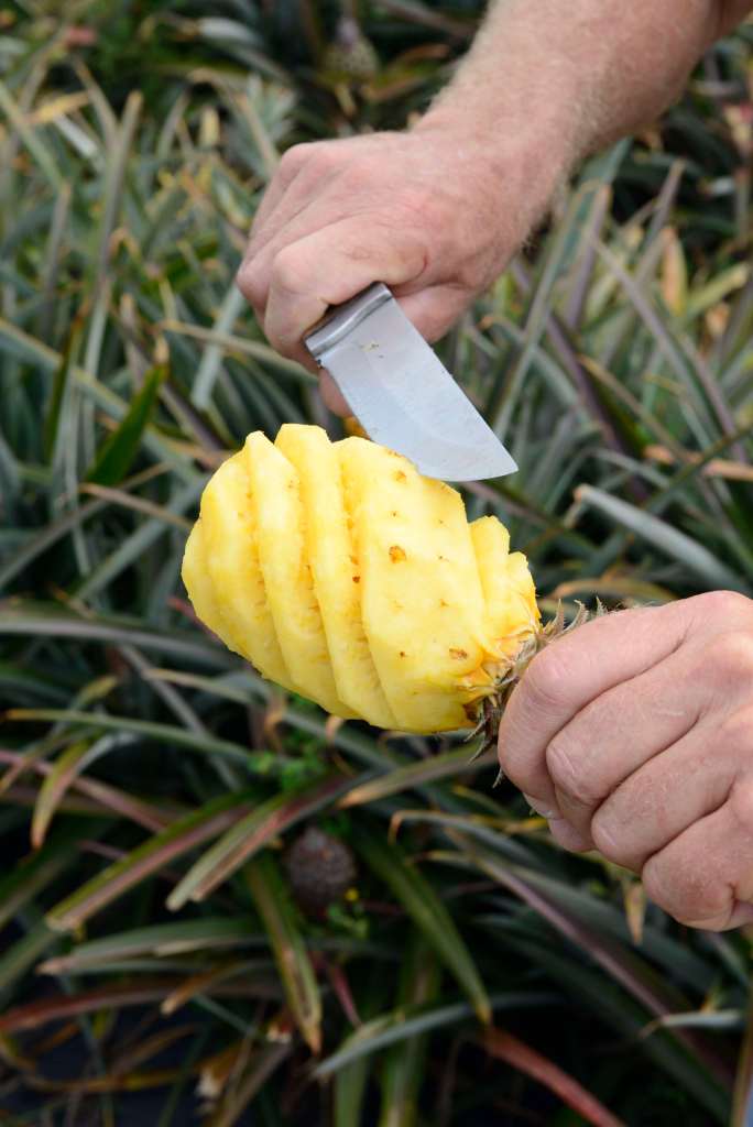 L’ananas Victoria de La Réunion – Reportages tourisme