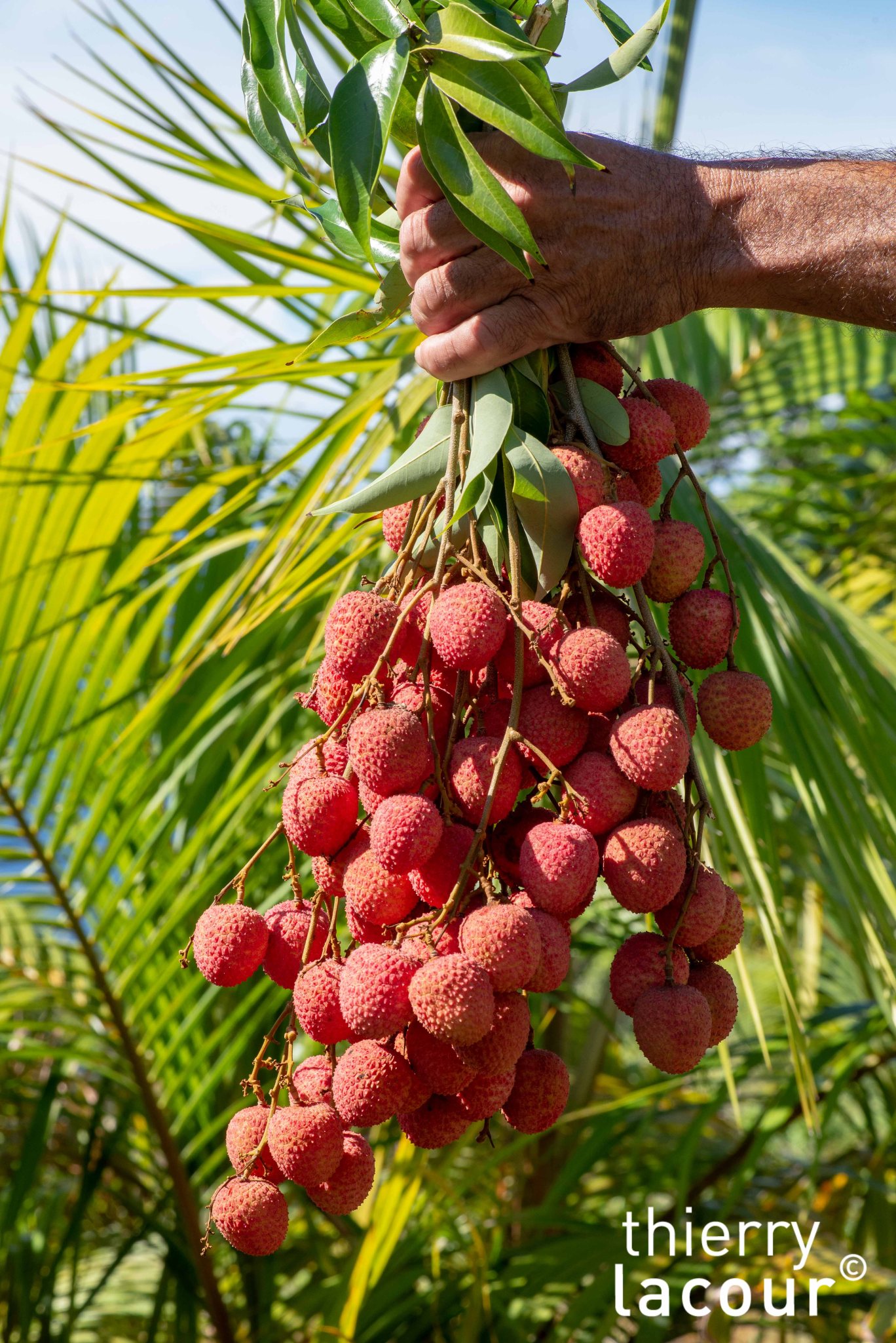Le letchi de La Réunion – Reportages tourisme