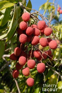 Le letchi de La Réunion – Reportages tourisme