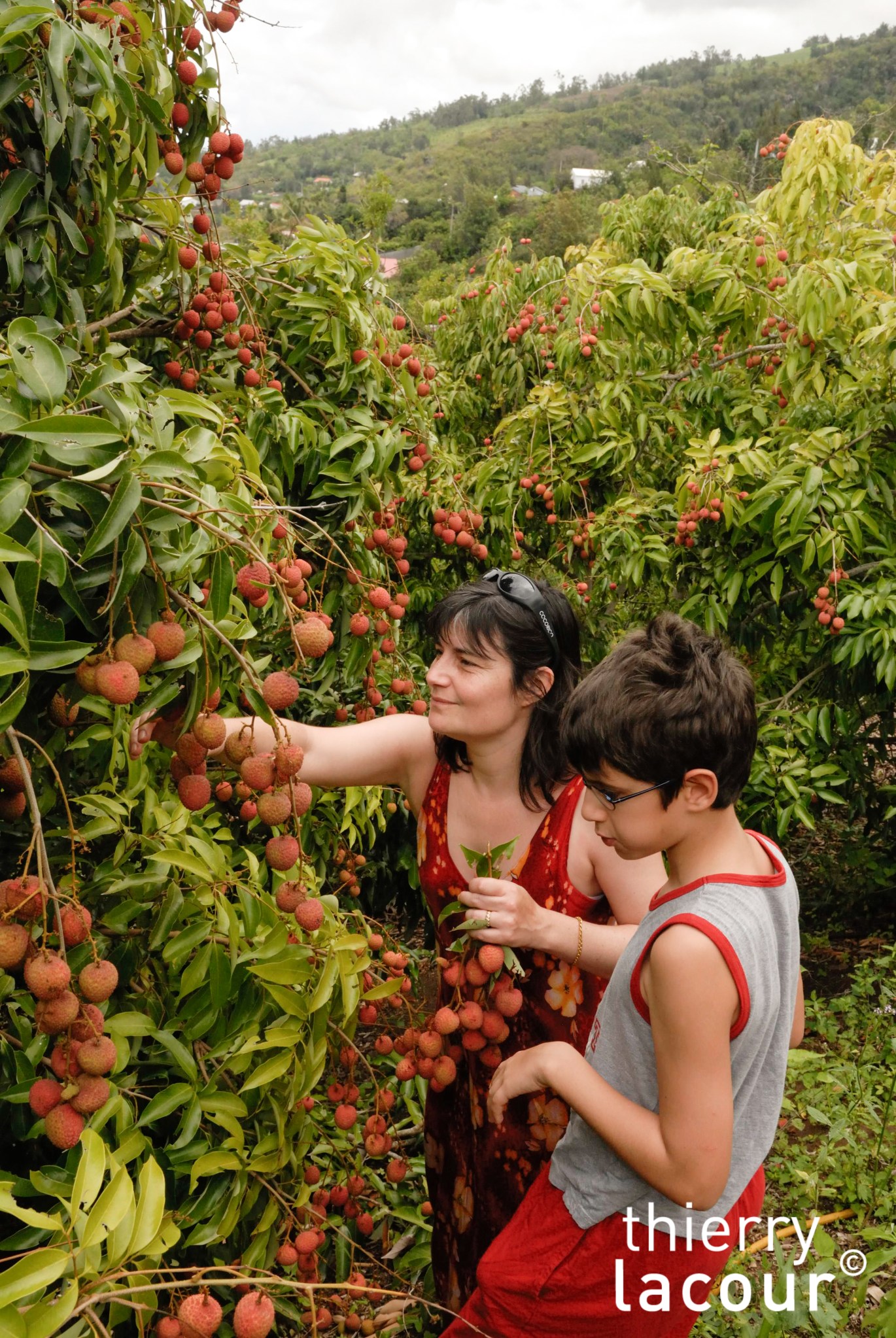 Le letchi de La Réunion – Reportages tourisme