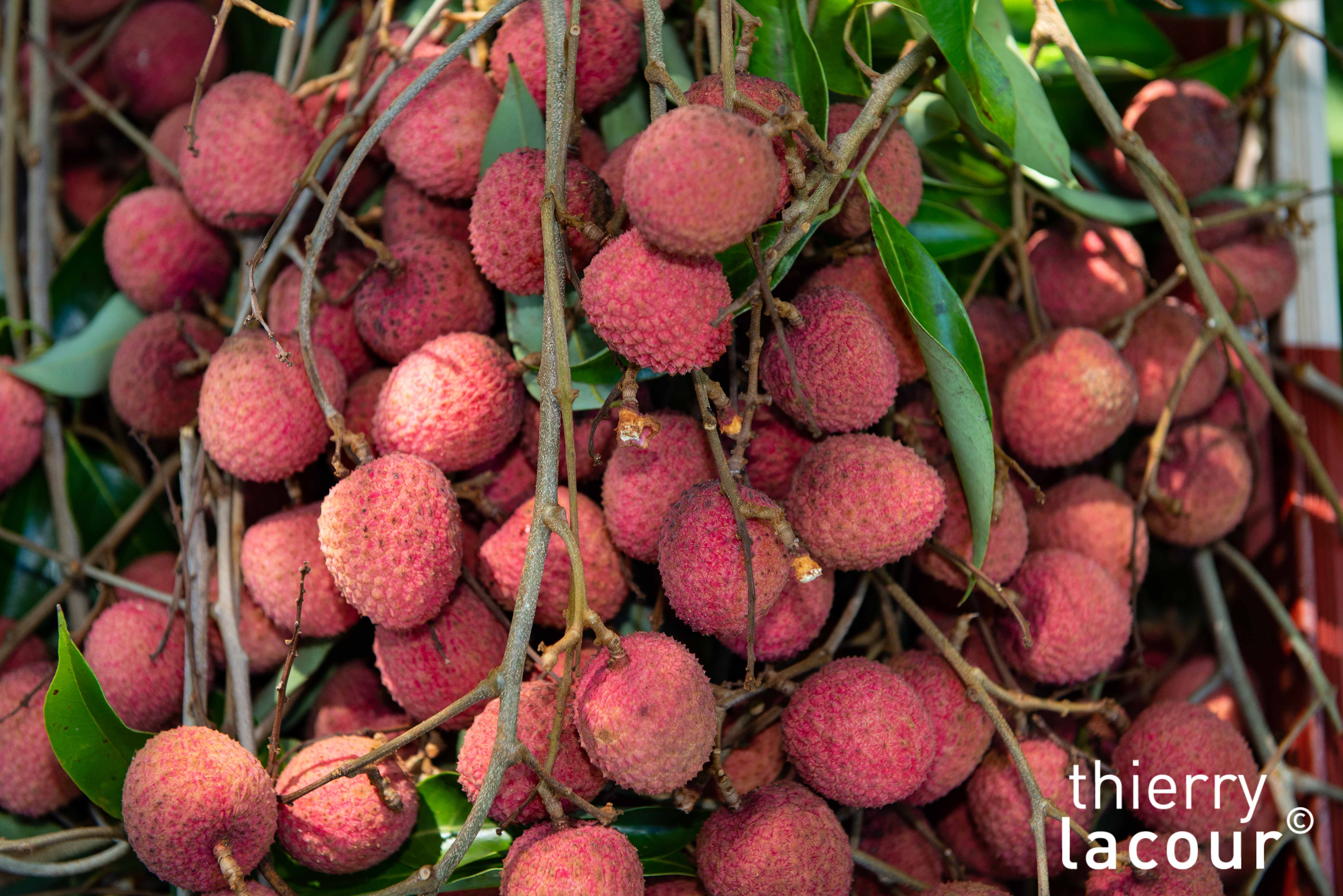 Le letchi de La Réunion – Reportages tourisme