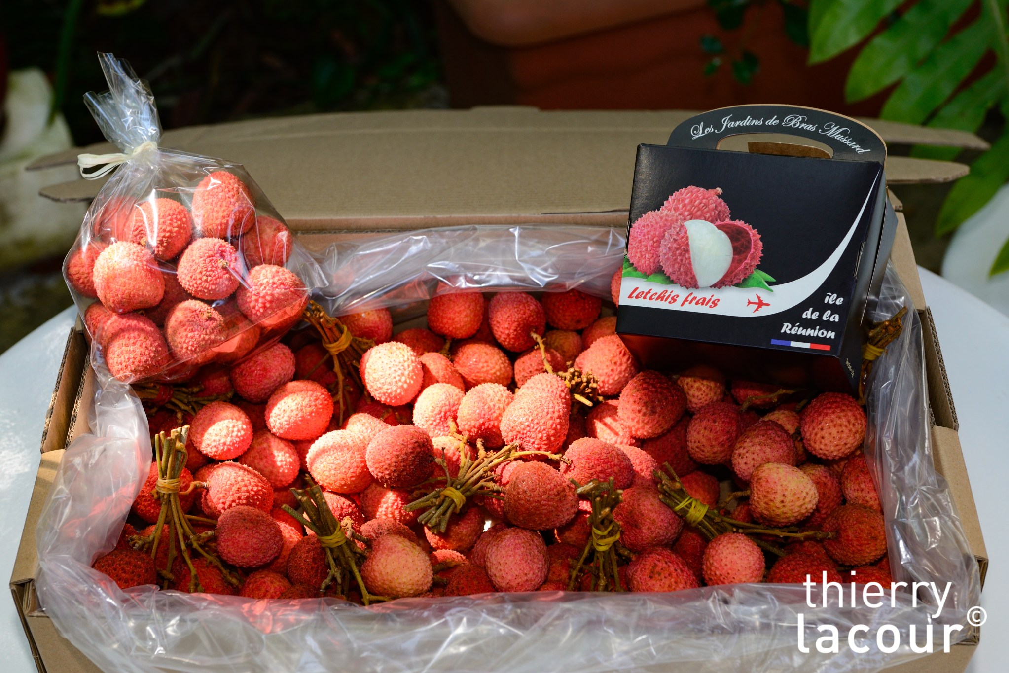 Le letchi de La Réunion – Reportages tourisme