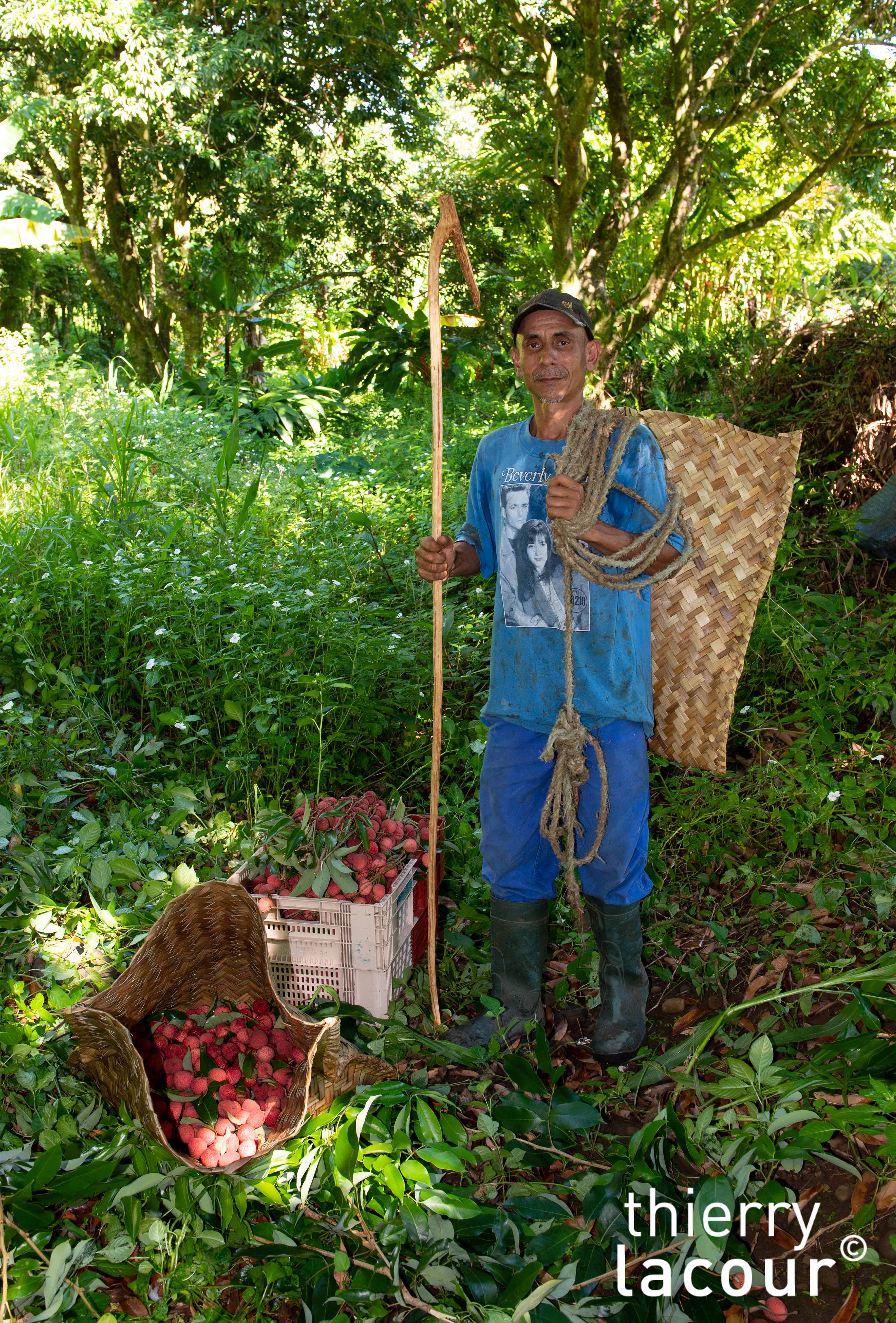 Le letchi de La Réunion – Reportages tourisme