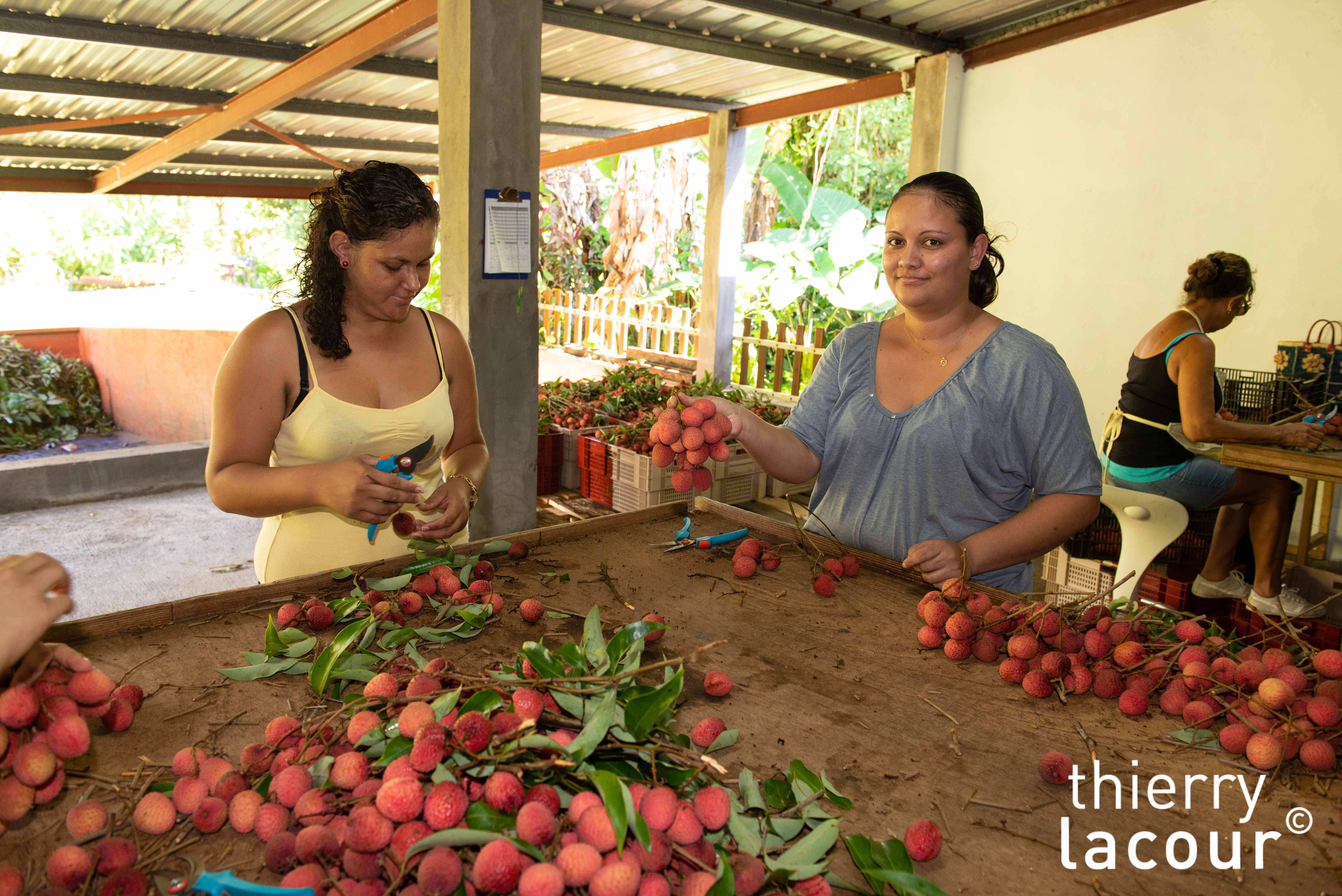 Le letchi de La Réunion – Reportages tourisme