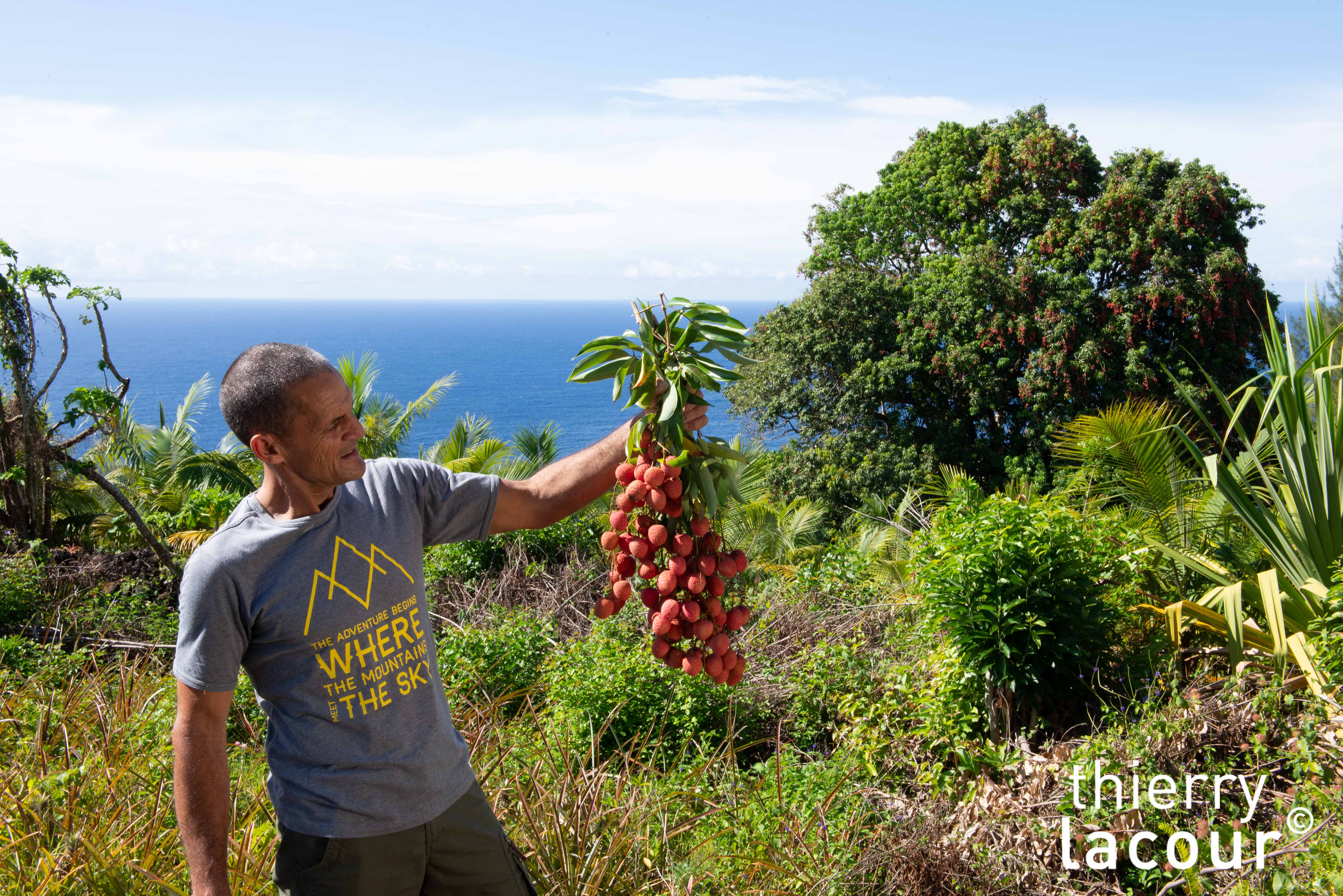 Le letchi de La Réunion – Reportages tourisme