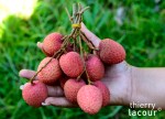 Le letchi de La Réunion – Reportages tourisme