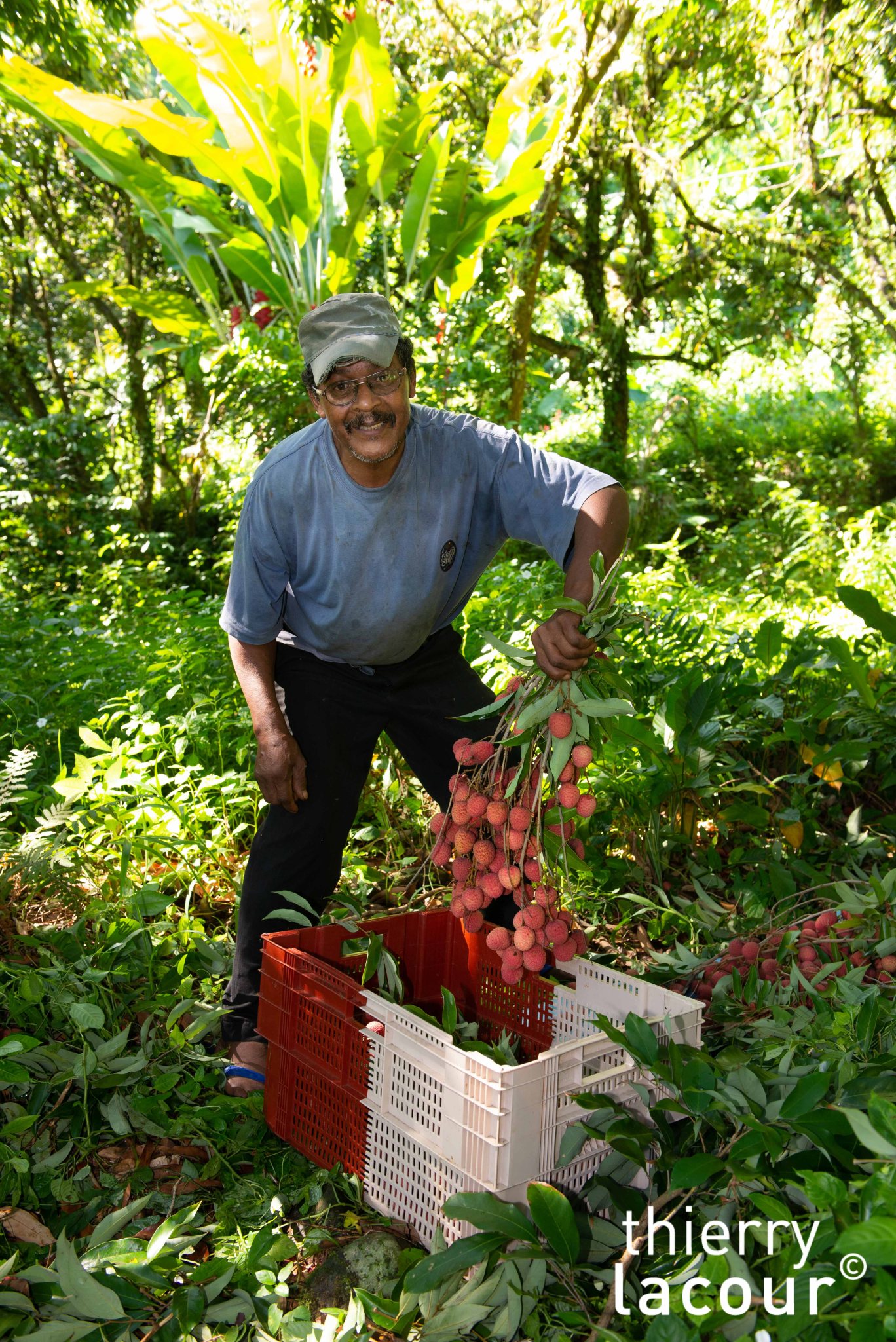 Le letchi de La Réunion – Reportages tourisme